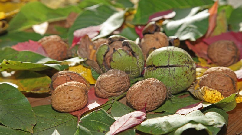 Nuts Fallen on the Ground on Dead Leaves Stock Image - Image of fresh ...