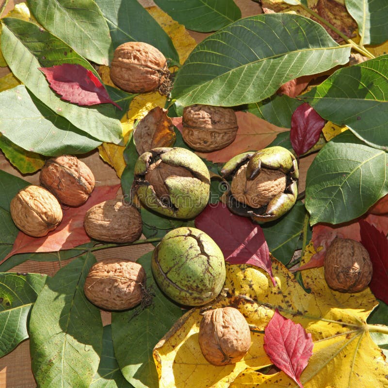 Nuts Fallen on the Ground on Dead Leaves Stock Image - Image of fruit ...