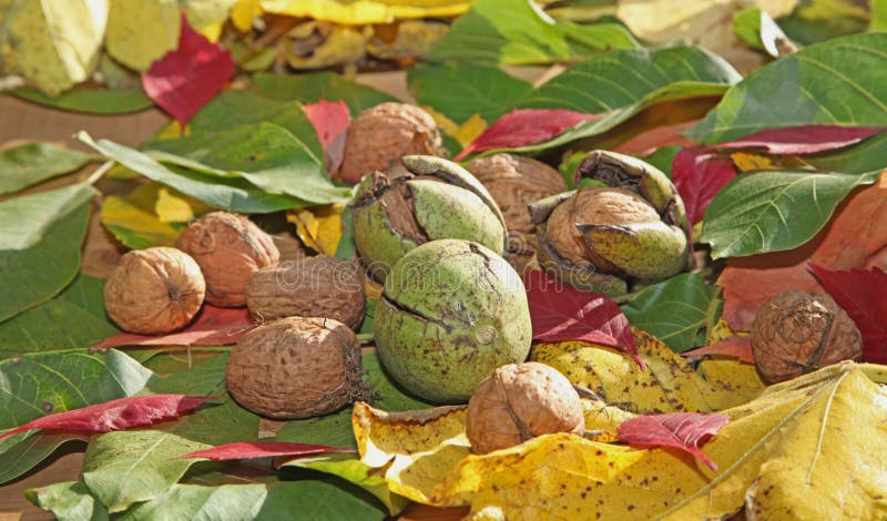 Nuts Fallen on the Ground on Dead Leaves Stock Image - Image of noix ...