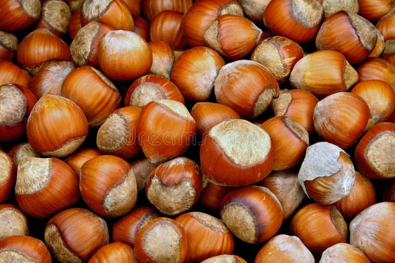 Nuts a filbert stock photo. Image of wood, shell, vitamins - 7324560