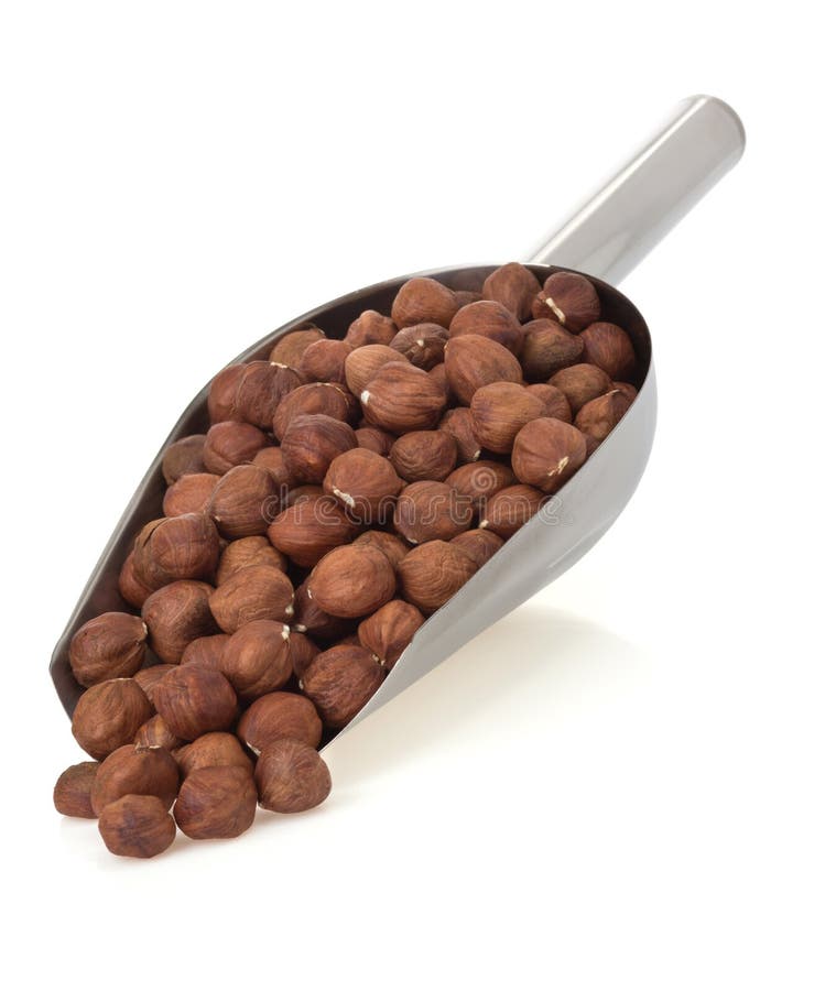 Nuts of the Filbert Growing . Hazelnut Tree, Hazelnuts Ready To Pick ...