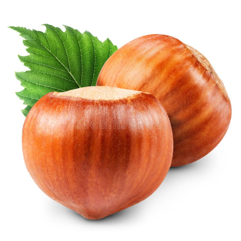 Nuts filberts isolated stock image. Image of hazelnut - 33132199