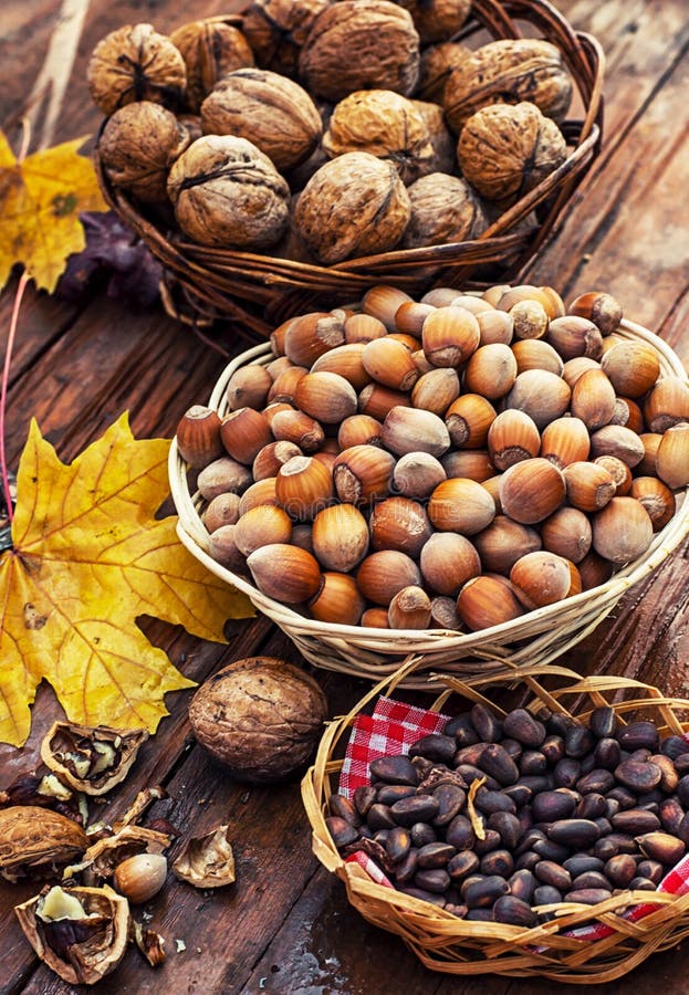 Forest hazelnuts in shell stock photo. Image of hazelnut - 33874192