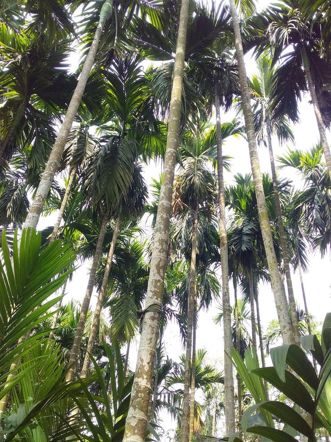Nut garden stock photo. Image of nuts, tree, jungle - 213508400
