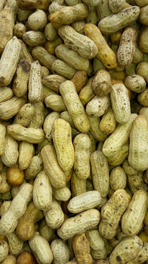 Nuts stock photo. Image of energy, nuts, body, human - 77983862