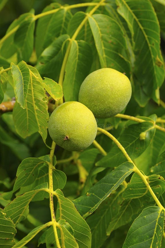 Nuts Hanging on a Walnut Tree Stock Photo - Image of closeups, hang ...