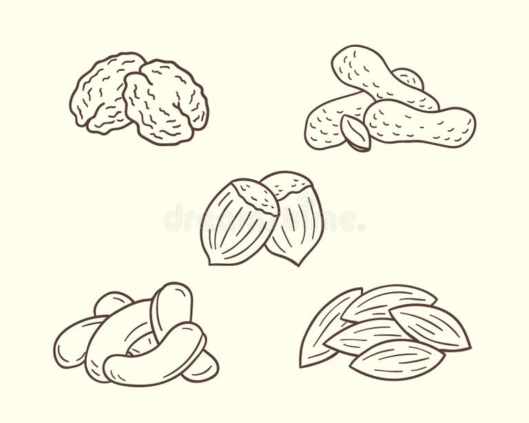 Groundnut Sketch Stock Illustrations – 731 Groundnut Sketch Stock ...