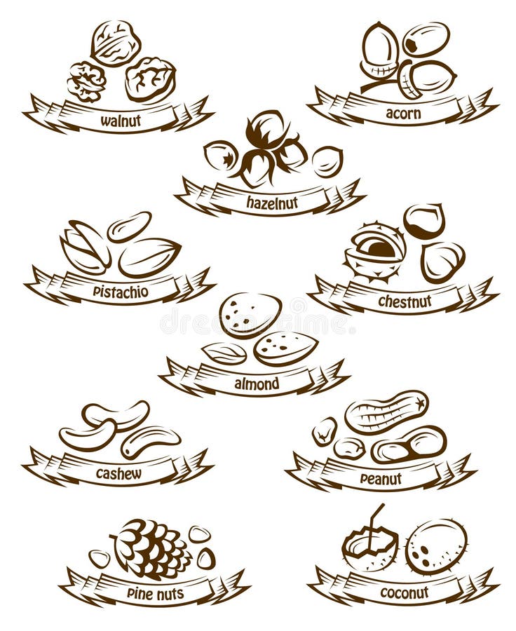 Nuts icon set stock vector. Illustration of eating, isolated - 48995506
