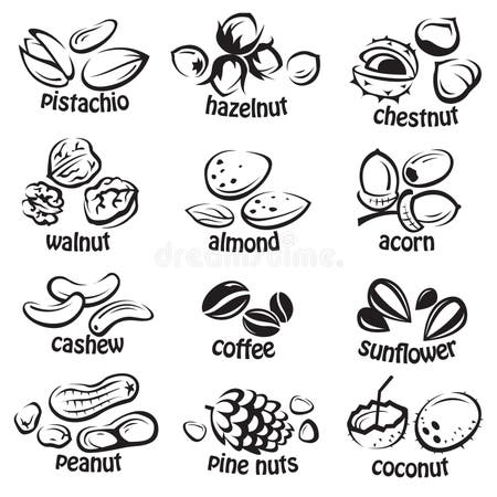 Nuts icon set stock vector. Illustration of eating, isolated - 48995506