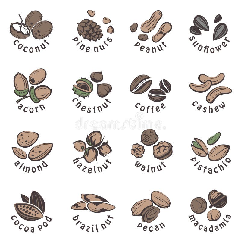Nuts icon set stock vector. Illustration of eating, isolated - 48995506
