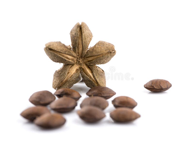 Nuts Incas , Sacha Inchi Peanut Seed an Isolated on White Background ...