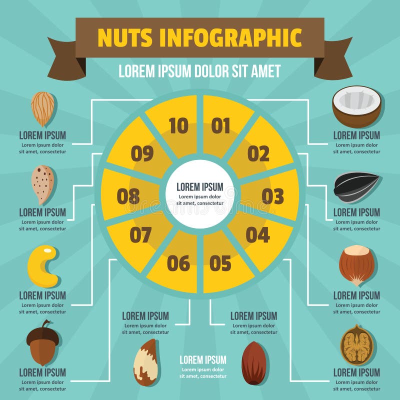 Nuts Infographic, Flat Style Stock Vector - Illustration of nutshell ...