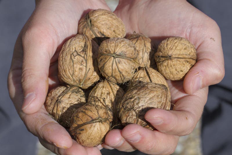 Nuts stock photo. Image of collected, food, fruit, fingers - 71319678