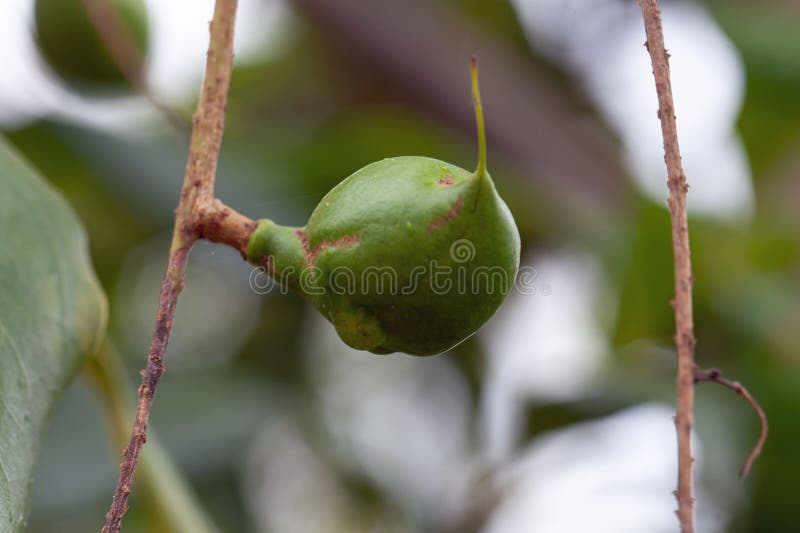 Nuts of a Macadamia Tree, Macadamia Integrifolia Stock Photo - Image of ...