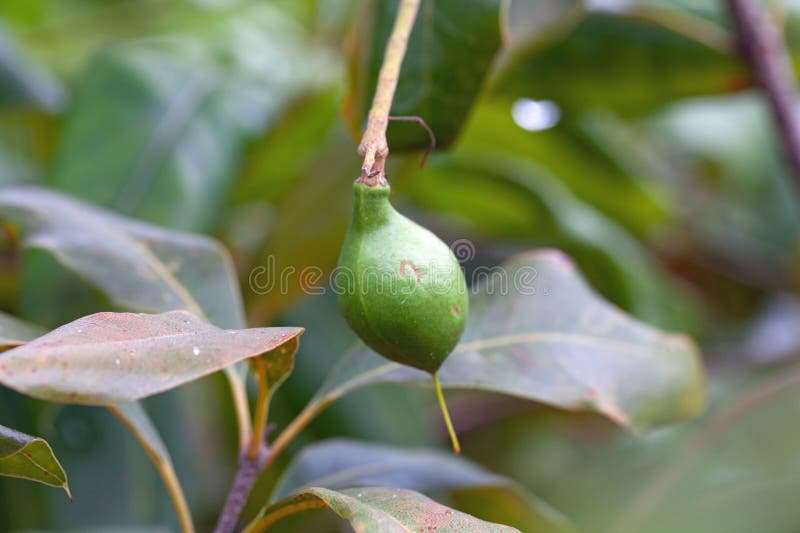 Nuts of a Macadamia Tree, Macadamia Integrifolia Stock Image - Image of ...
