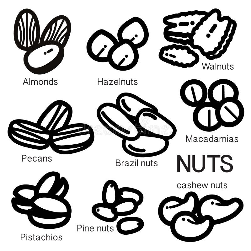 Nuts stock vector. Illustration of nutrition, simply - 93490519