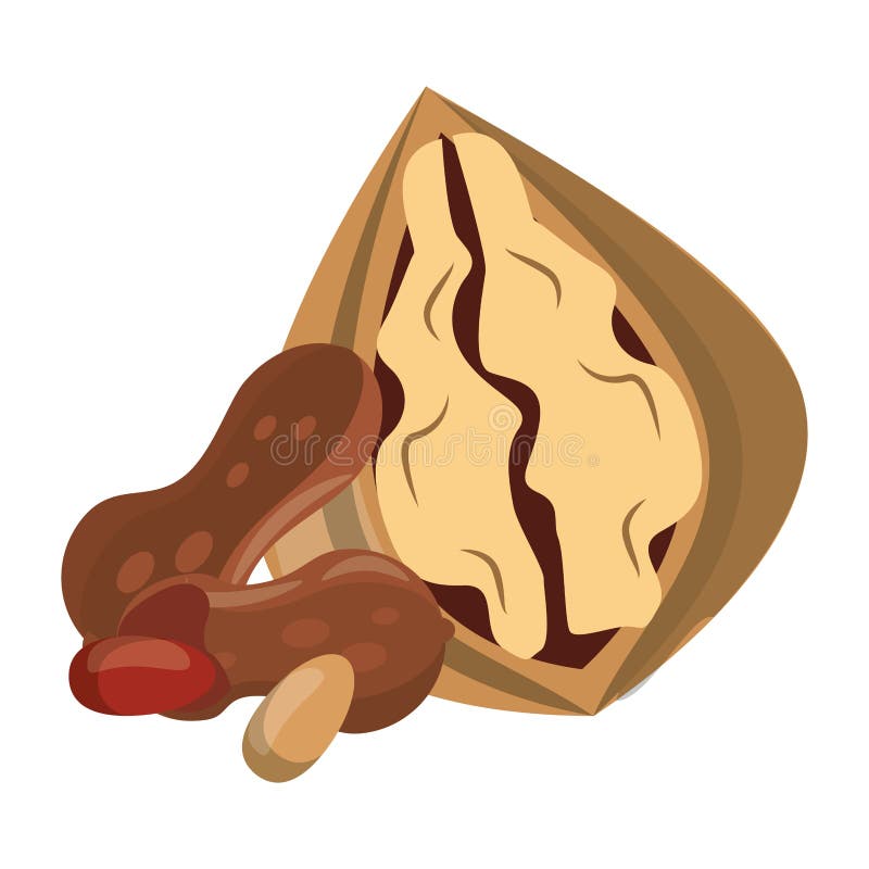 Nuts natural food cartoon stock vector. Illustration of chestnut ...