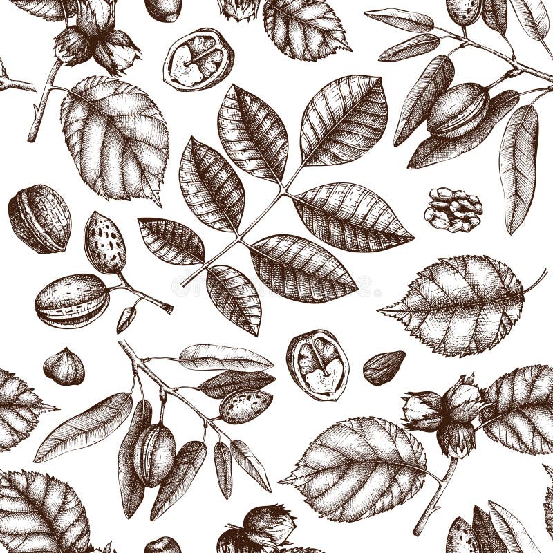 Seamless Pattern with Hand Drawn Nuts. Vintage Hazelnut, Walnut, Almond ...