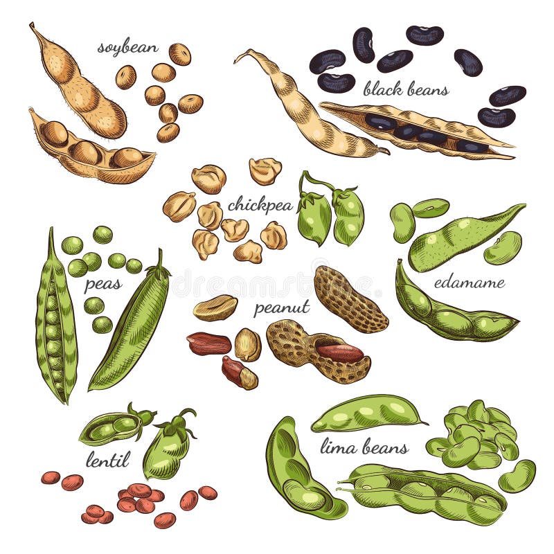 Legumes Hand Drawn Illustration. Stock Vector - Illustration of pods ...