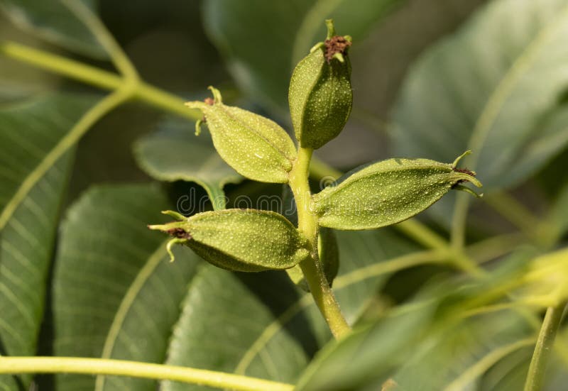 Nuts of a pecan tree stock photo. Image of environment - 321412744