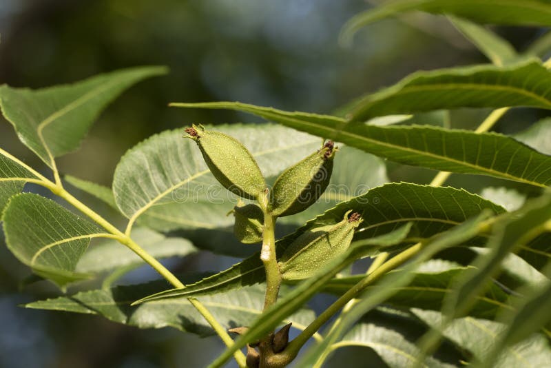 Nuts of a pecan tree stock photo. Image of ontario, bright - 321412760