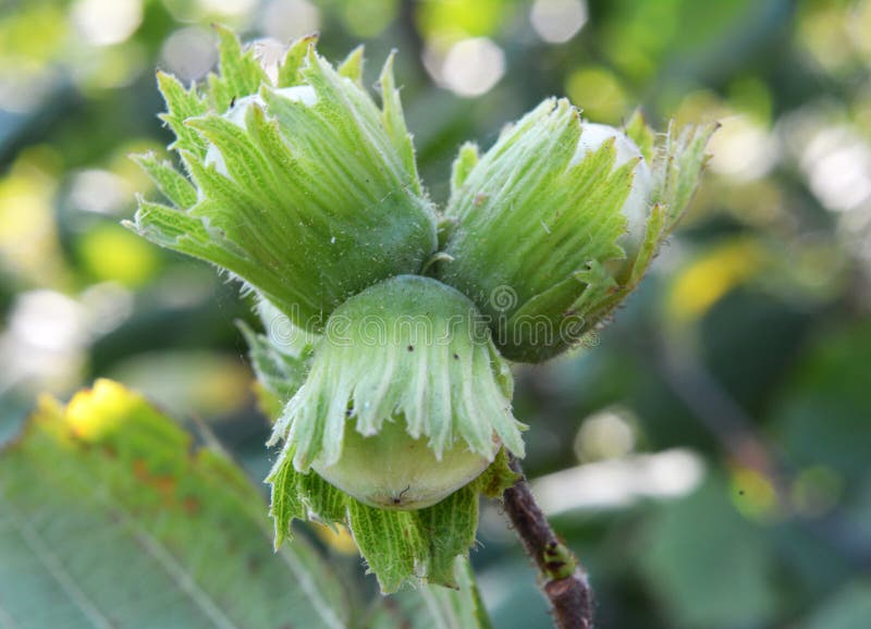 Nuts Ripen on a Hazel Branch Stock Image - Image of healthy, summer ...