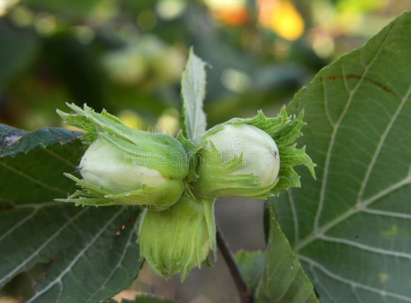 Nuts Ripen on a Hazel Branch Stock Image - Image of summer, fruit ...