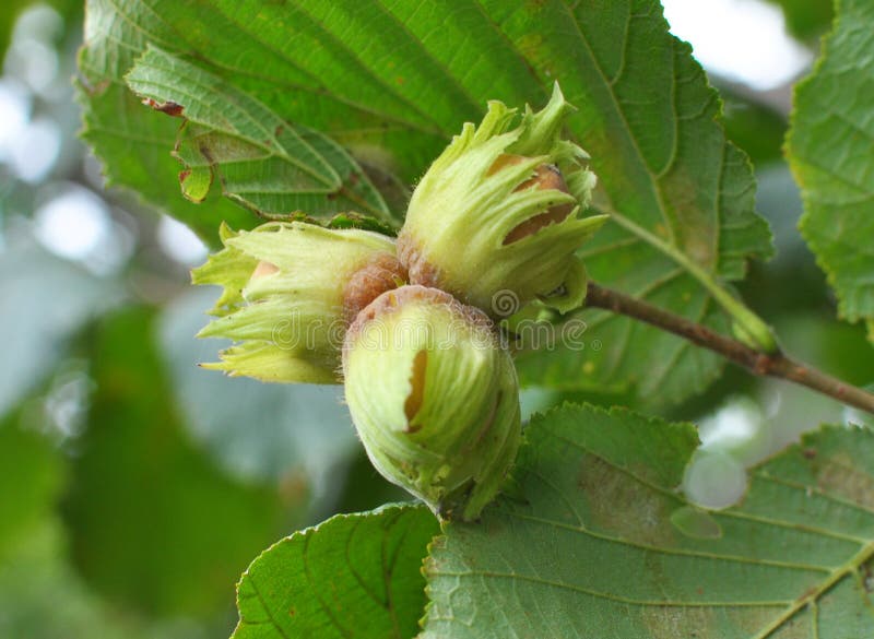 Nuts Ripen on a Hazel Branch Stock Photo - Image of grow, medicine ...