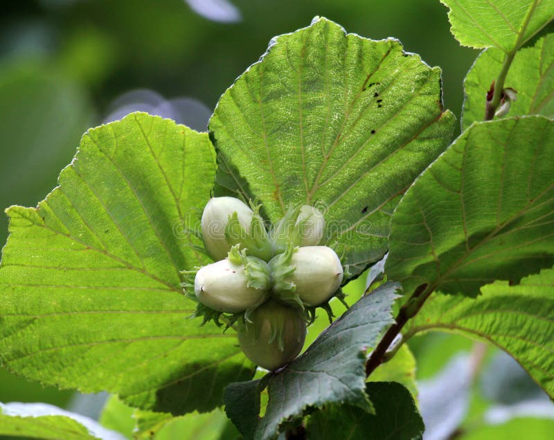 Nuts Ripen on a Hazel Branch Stock Photo - Image of nature, hazel ...