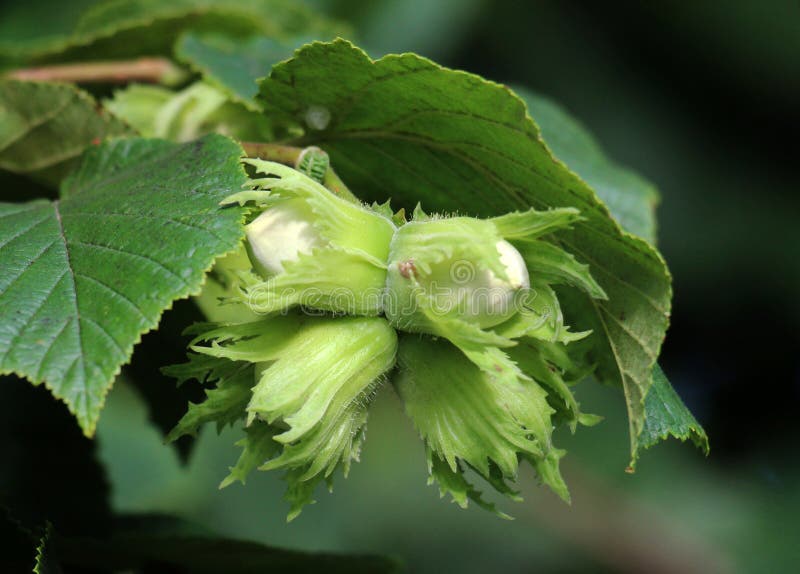 Nuts Ripen on a Hazel Branch Stock Photo - Image of hazel, nuts: 344443220