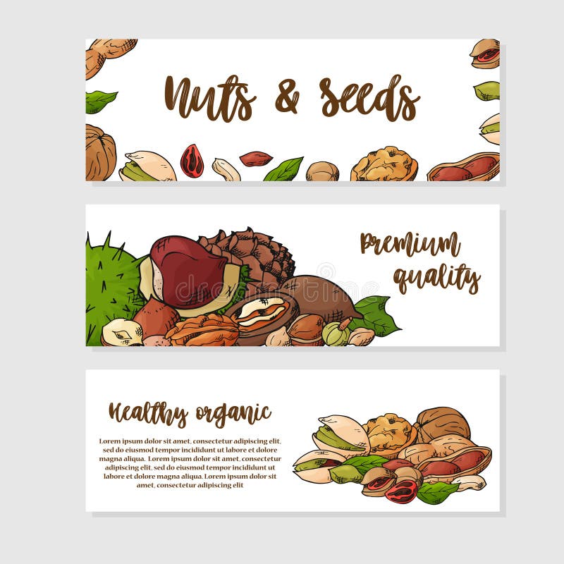 Nuts and Seeds Collection. Hand Drawn Elements. Flyer, Booklet ...