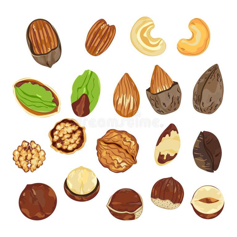 Nuts and Seeds in a Flat Design Vector Set of Vector Illustrations, a ...