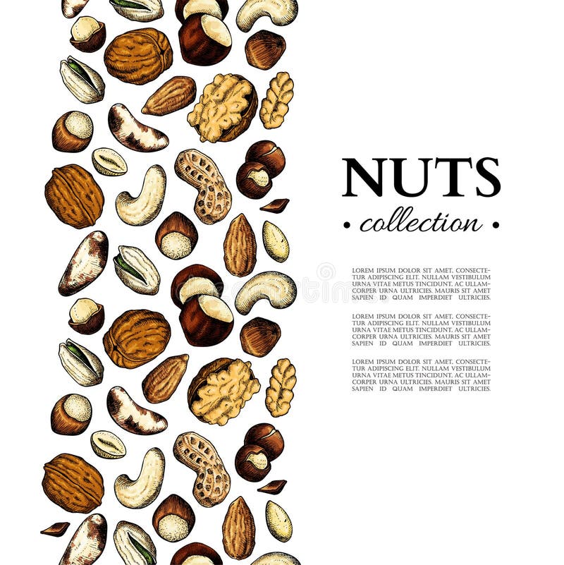Nuts and Seeds Frame Template. Vector Illustration. Seamless Pattern ...