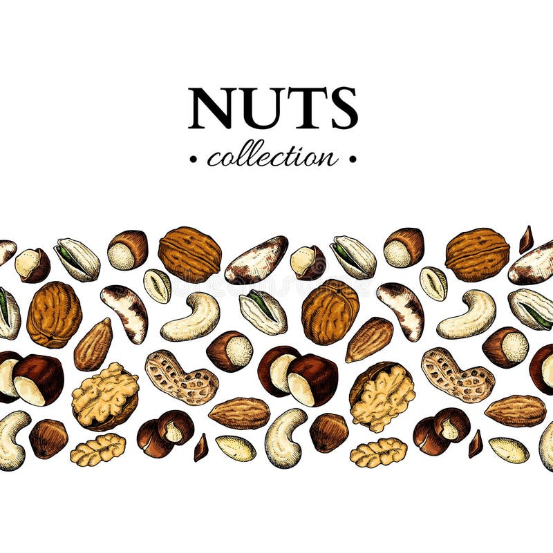 Nuts and Seeds Frame Template. Vector Illustration. Seamless Pattern ...
