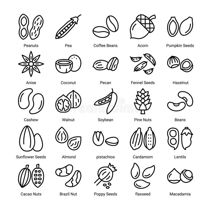 Nuts and Seeds stock vector. Illustration of lentils - 352479409