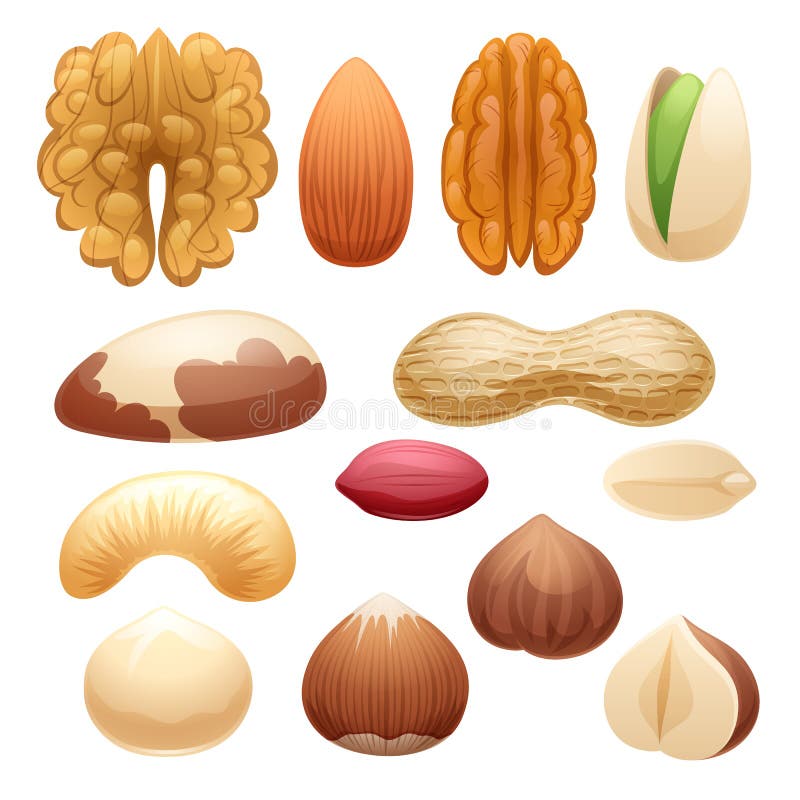 Nuts Set Vector Illustration. Stock Vector - Illustration of nature ...