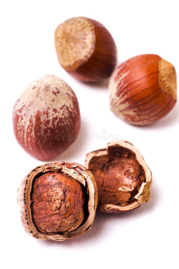 Hazelnuts in Shell Isolated on White Stock Photo - Image of viewed ...