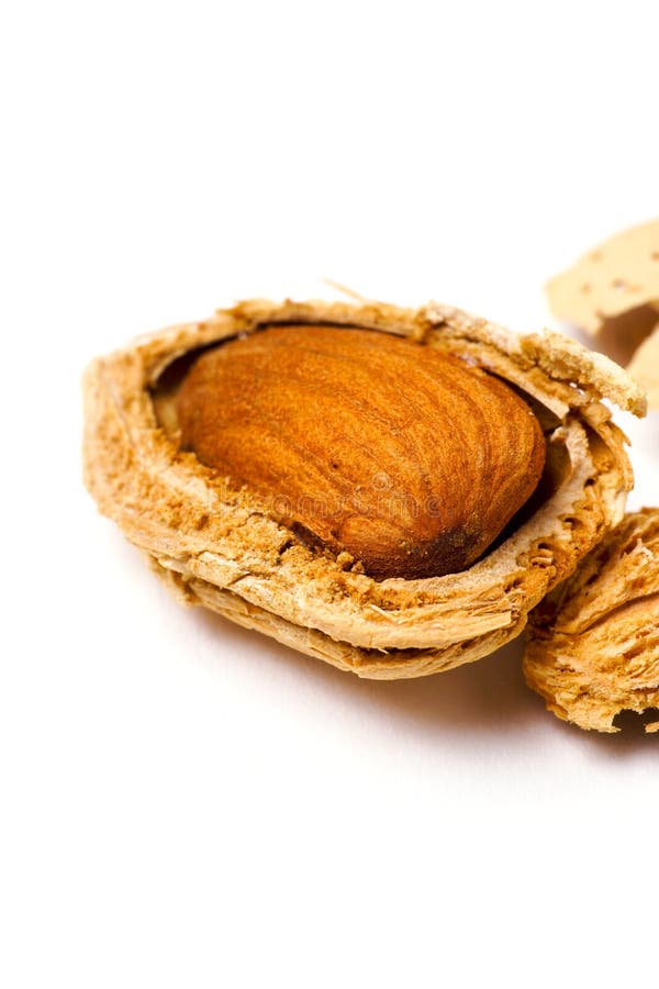 Almond Nut in Shell Isolated on White Stock Image - Image of nuts ...