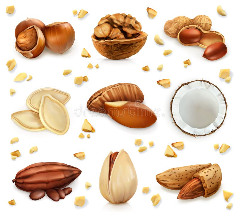 Nuts in the Shell, Vector Icon Set Stock Vector - Illustration of ...