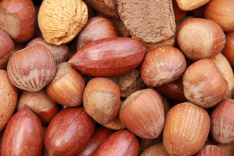 Nuts in Shells 2 stock photo. Image of food, antioxidant - 14265558