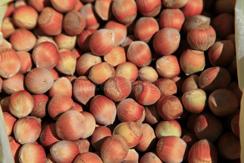 Nuts in Shells in a Container Under Sun Stock Image - Image of food ...