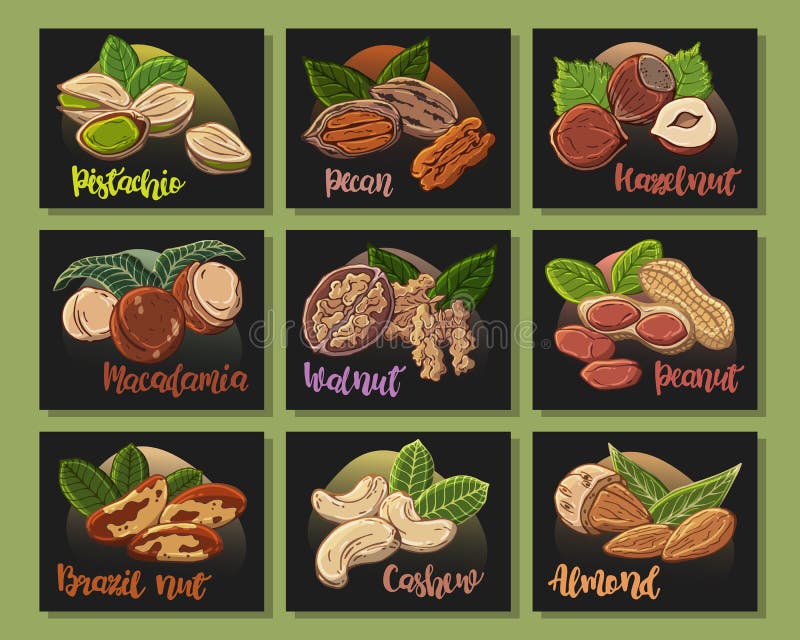 Nuts stickers stock vector. Illustration of nutrient - 132235356