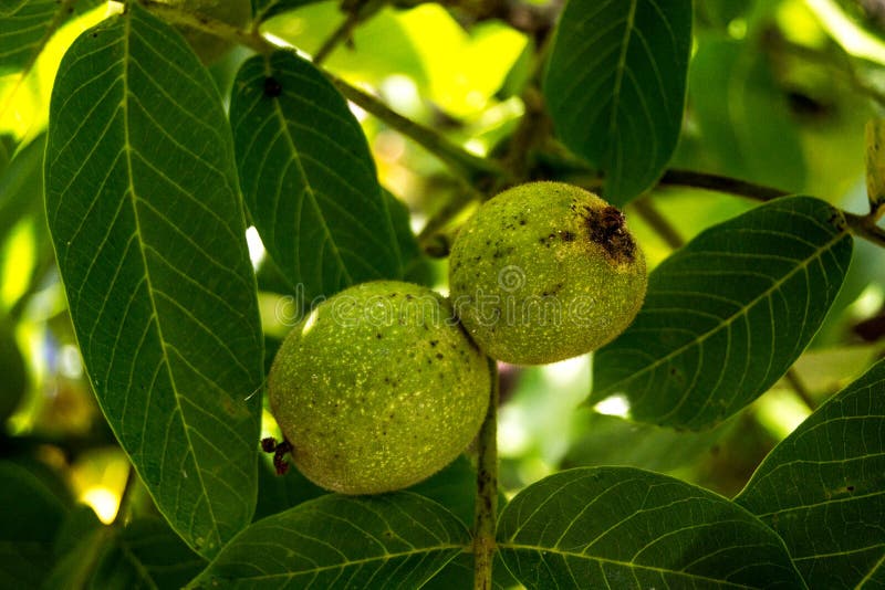 Nut in the tree. stock image. Image of tree, fruit, trunk - 77761959