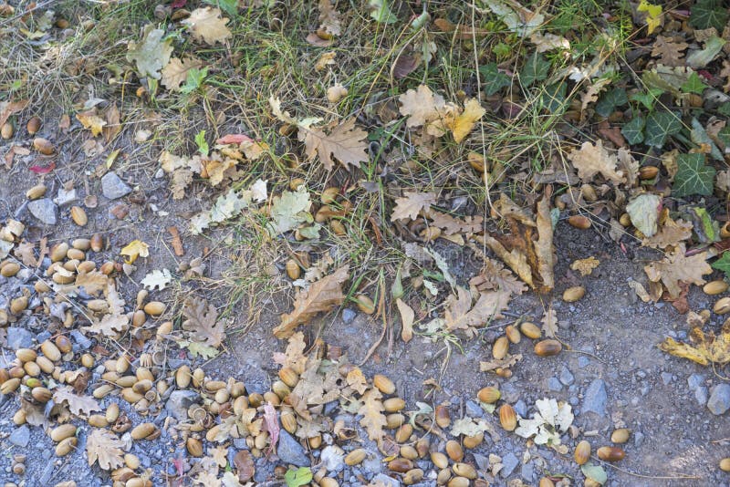 Nuts and Trees on a Path at the Ground Stock Image - Image of close ...