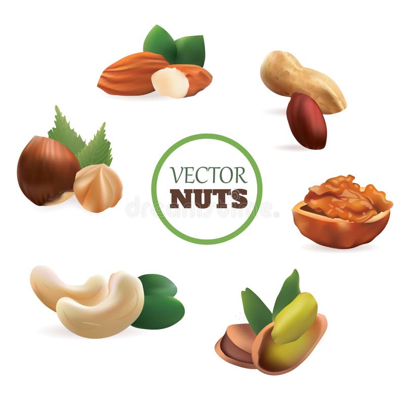 Nuts stickers stock vector. Illustration of nutrient - 132235356