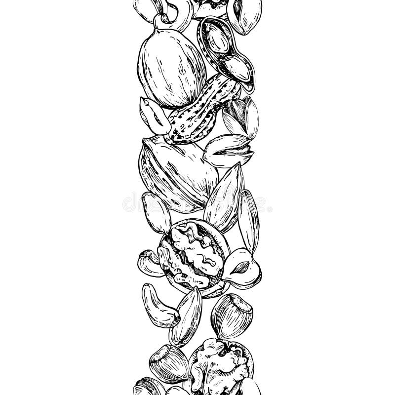 Almond Nut Vector Seamless Border Stock Illustrations – 67 Almond Nut ...