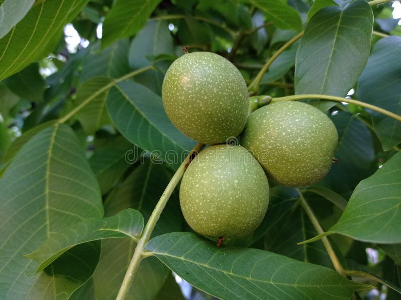 Green Nuts in a Walnut Tree Stock Photo - Image of evergreen, yellow ...