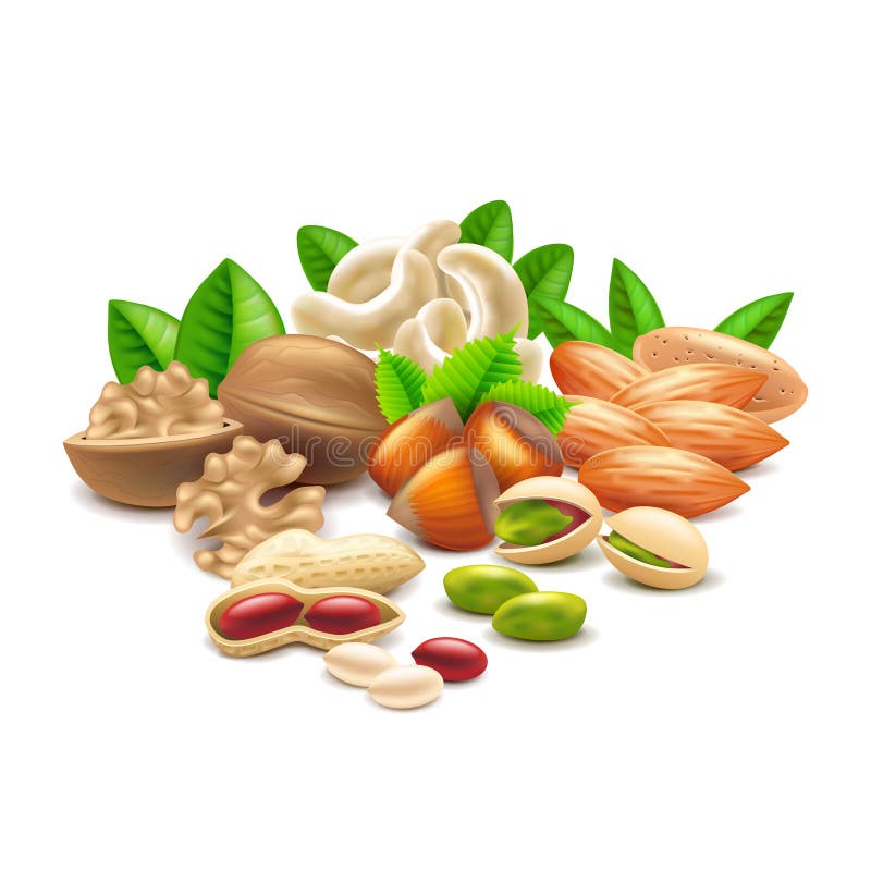 Nuts on white vector stock vector. Illustration of cashews - 66142405