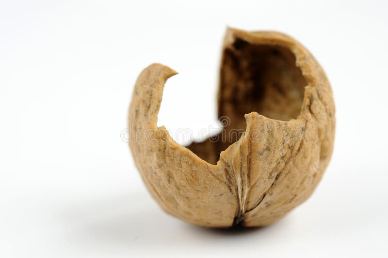Nutshell stock photo. Image of nutshell, walnut, nature - 11776112