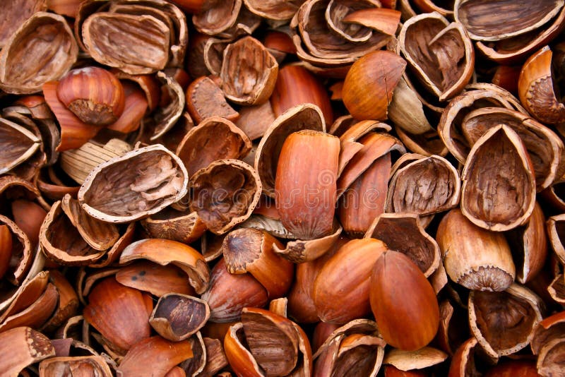 Nutshell stock photo. Image of shell, hazelnut, textured - 16644392